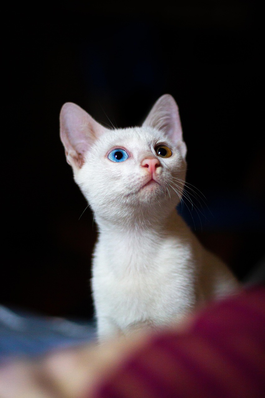 Cat Animal De Compagnie - Photo gratuite sur Pixabay - Pixabay