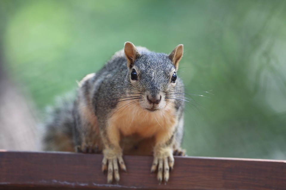 Squirrel Rodent Animal - Free photo on Pixabay