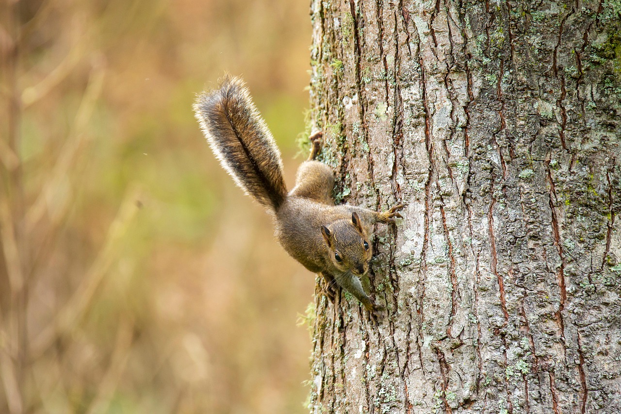 Chipmunk Rodent Mammal - Free photo on Pixabay