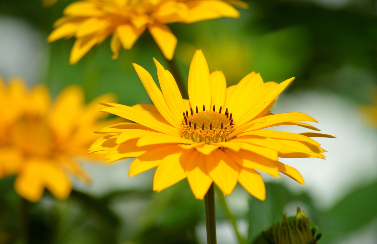 False Sunflower Plant Heliopsis - Free photo on Pixabay - Pixabay