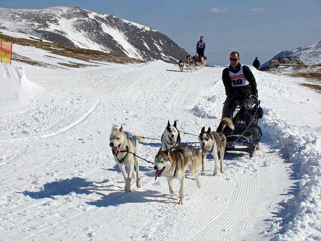 Course De Chiens Traîneau - Photo gratuite sur Pixabay - Pixabay