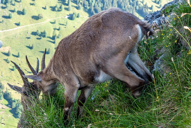 The Alps Mountains Goat - Free photo on Pixabay - Pixabay