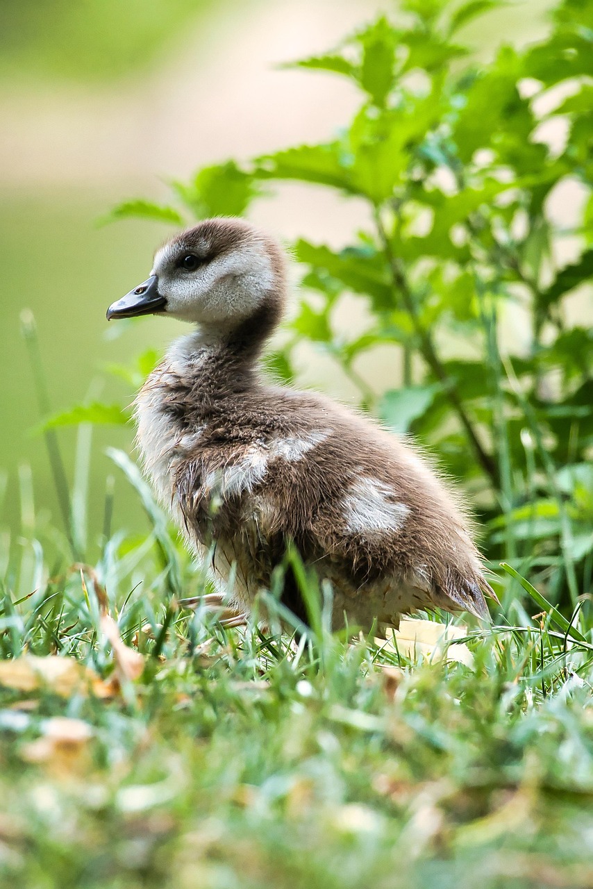 Egyptian Goose Goslings Wild - Free photo on Pixabay - Pixabay