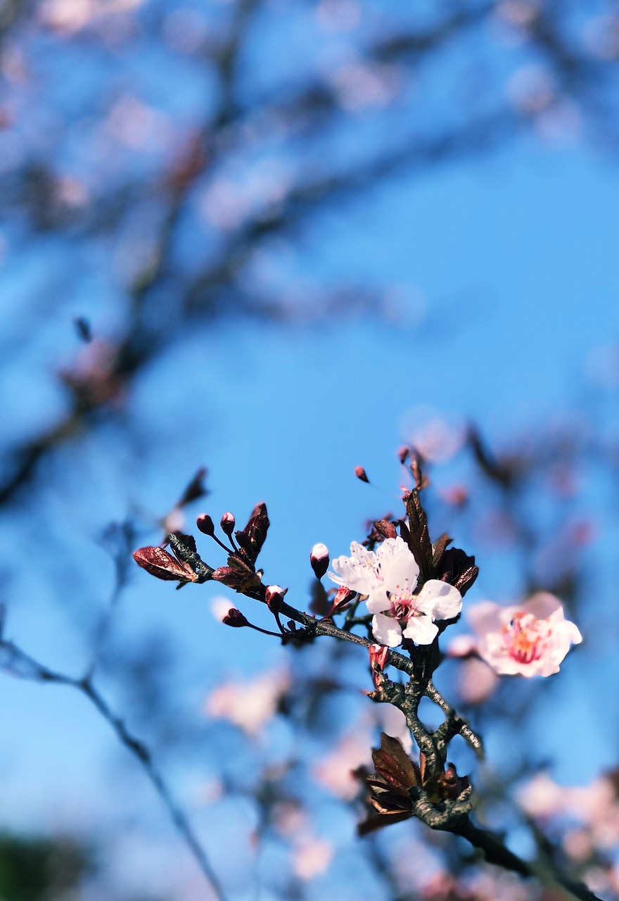 Flores Cor De Rosa Natural Flor - Foto gratuita no Pixabay - Pixabay