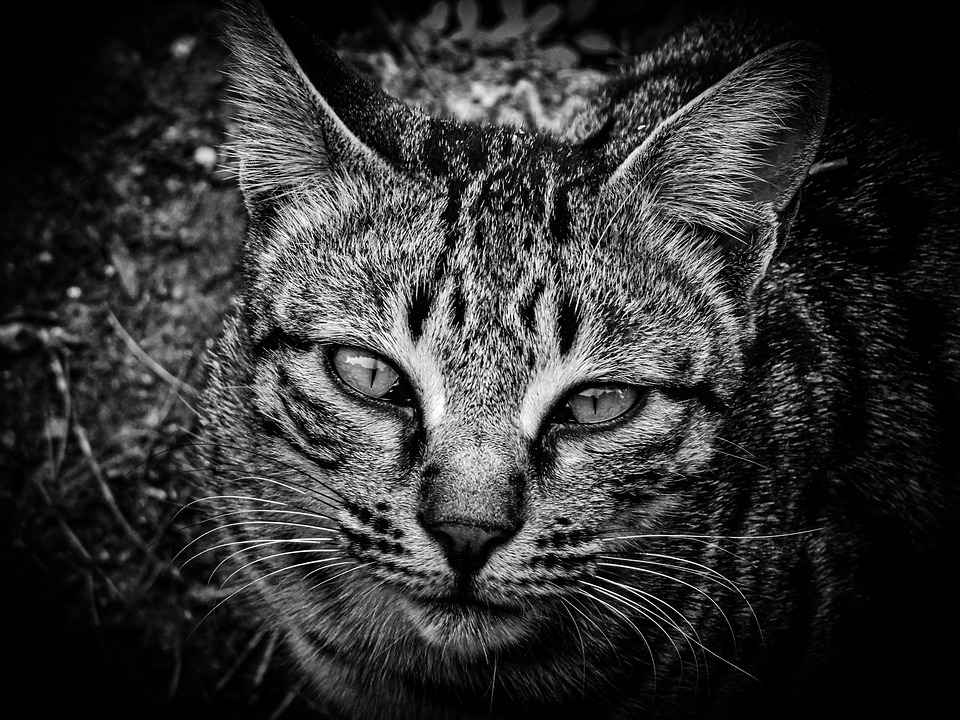 Animal Kitty Cat - Free photo on Pixabay - Pixabay