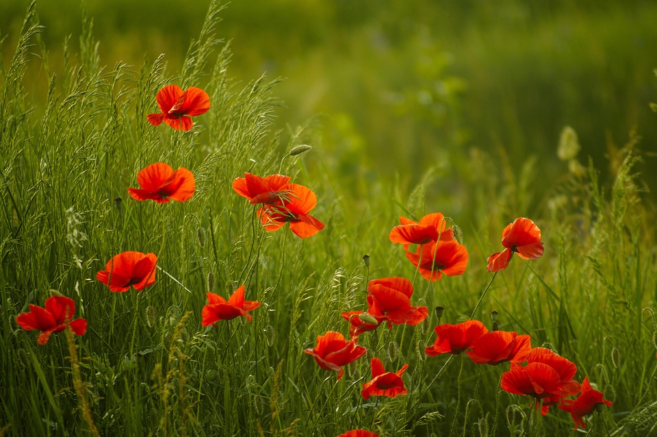 Blumen Mohnblumen Gras - Kostenloses Foto auf Pixabay - Pixabay
