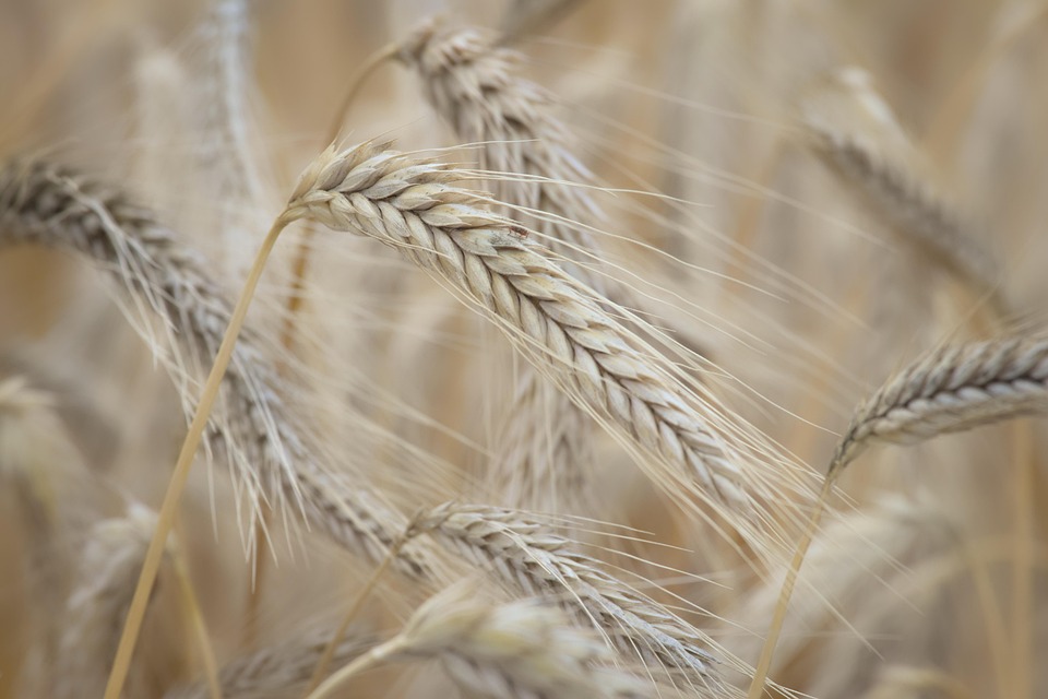 Barley Crop Field - Free photo on Pixabay - Pixabay