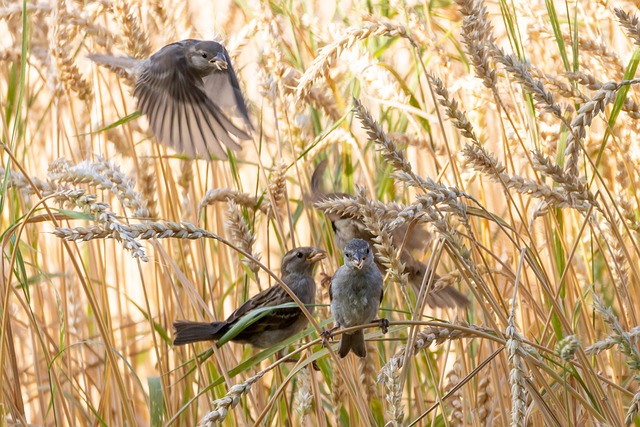 Pardais Campos De Trigo Natureza - Foto gratuita no Pixabay - Pixabay