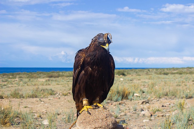 Adler Natur Ansicht - Kostenloses Foto auf Pixabay - Pixabay