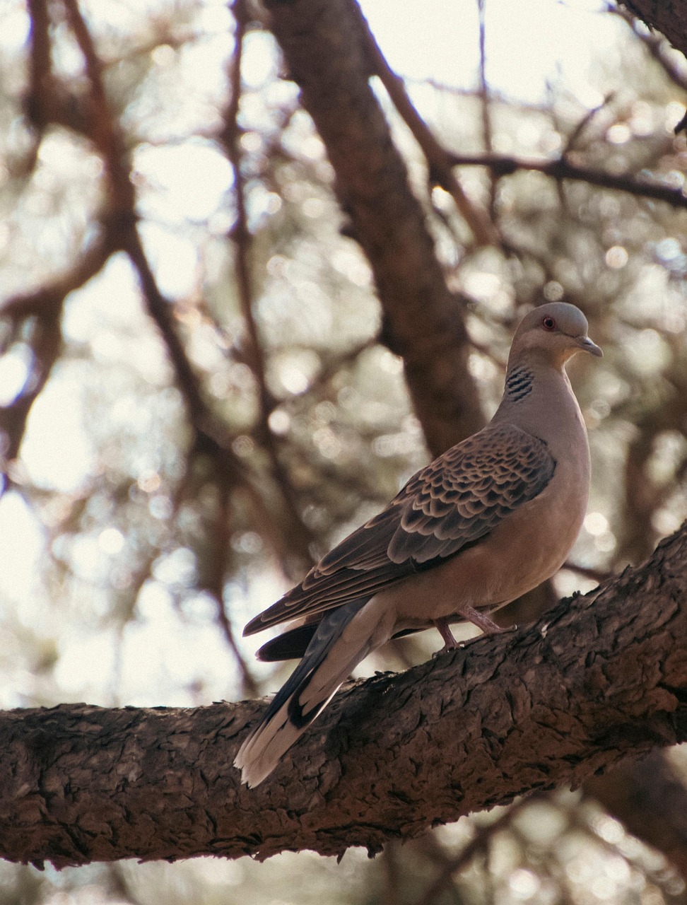 Spotted Dove Bird Tree - Free photo on Pixabay