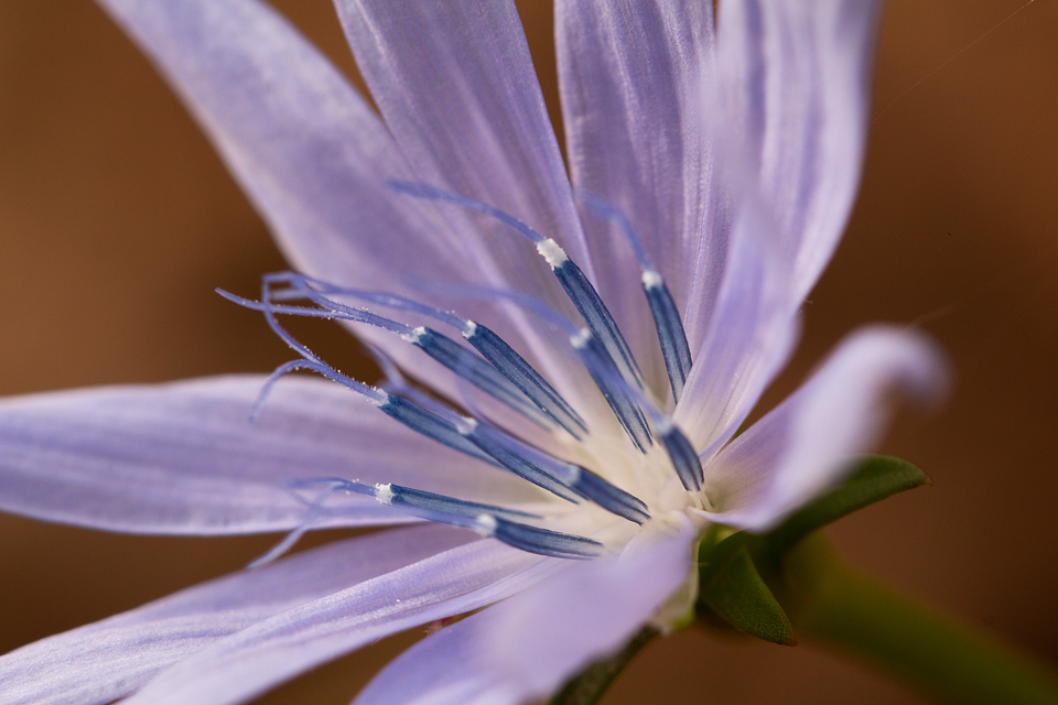 Macro Nature Fleur - Photo gratuite sur Pixabay - Pixabay