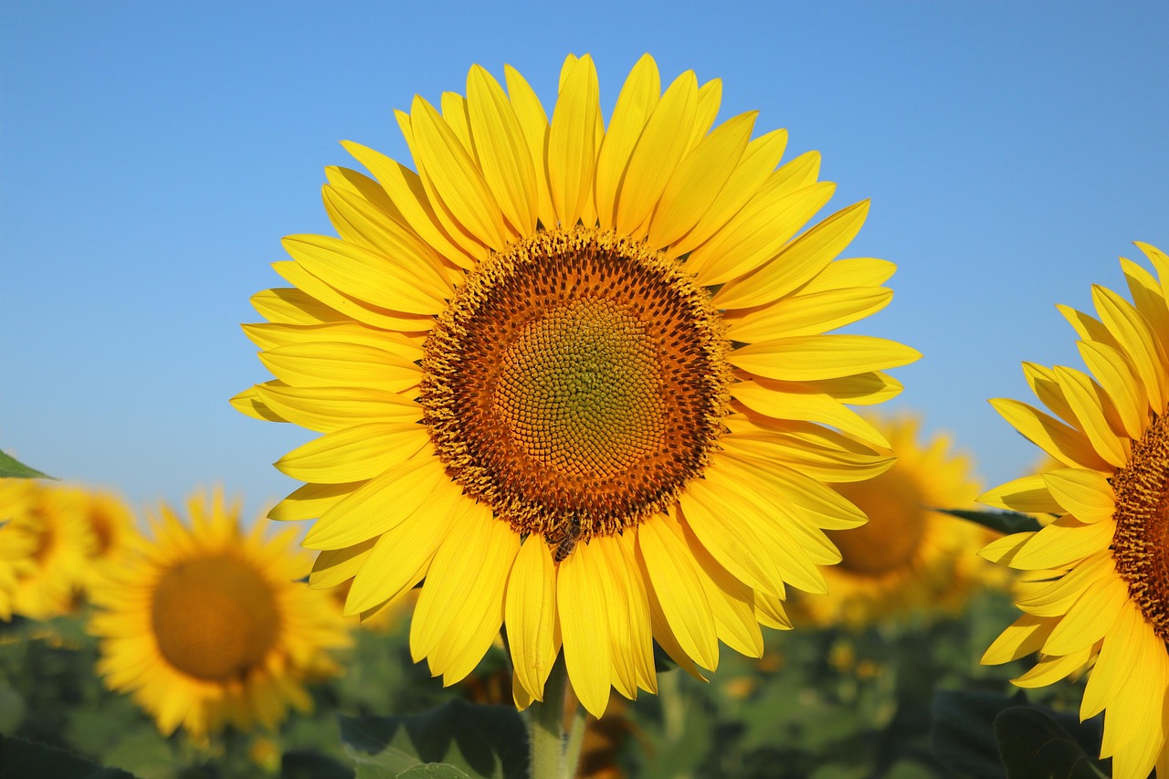 ひまわり 花 植物 - Pixabayの無料写真