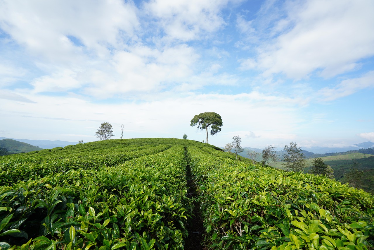 2,000+ Free Plantation & Tea Plantation Images - Pixabay