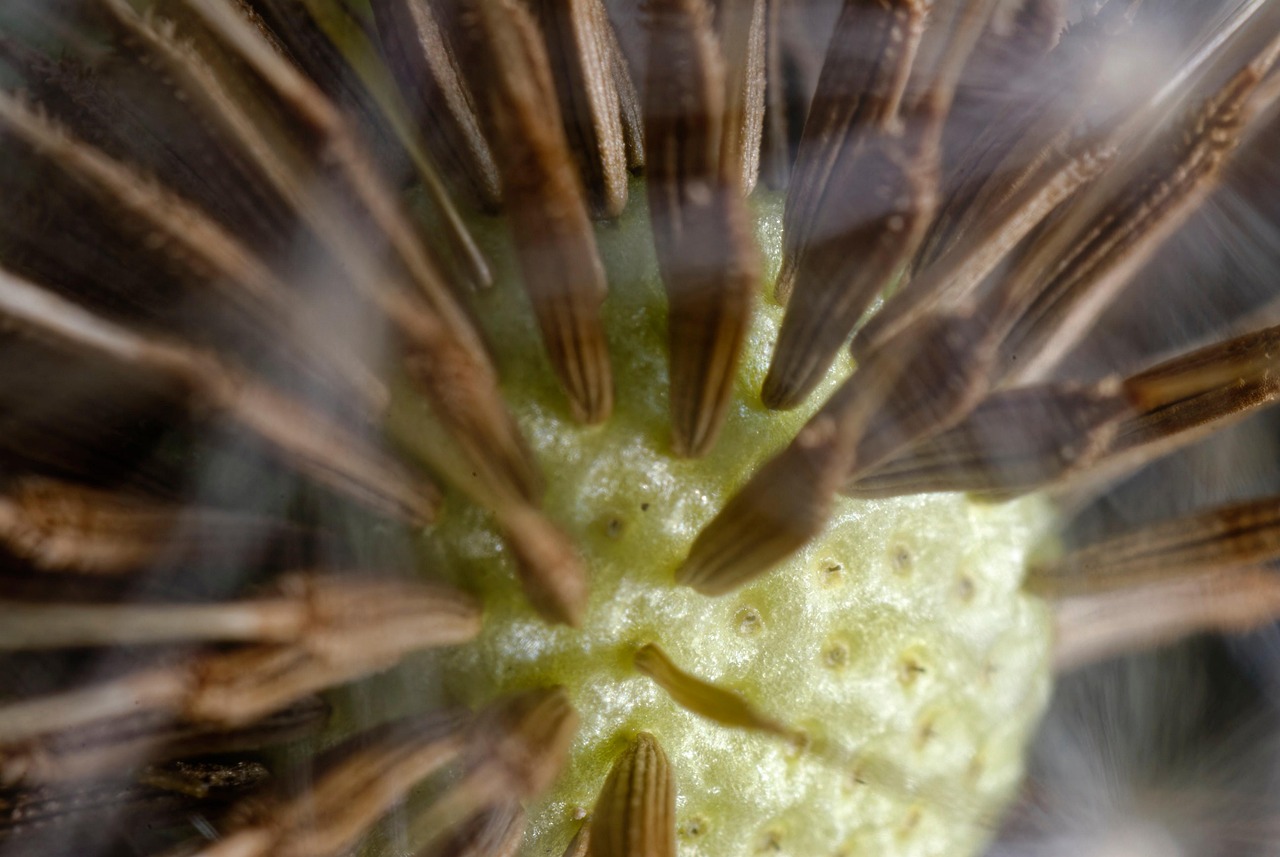 Micro Photography Dandelion Seed - Free photo on Pixabay - Pixabay