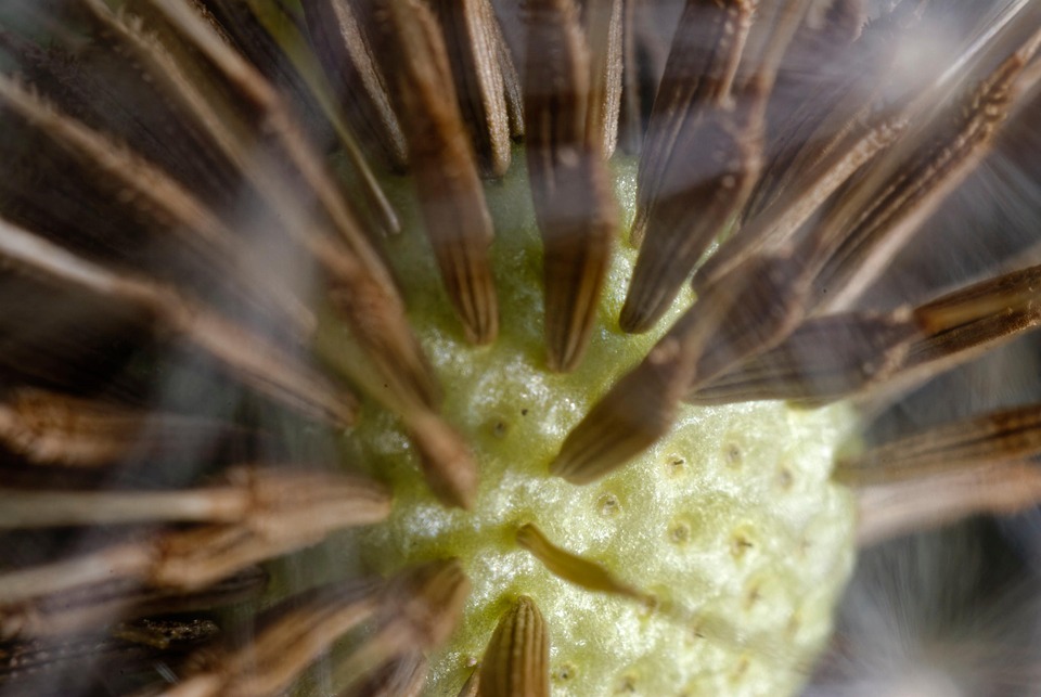 Micro Photographie Pissenlit La - Photo gratuite sur Pixabay - Pixabay