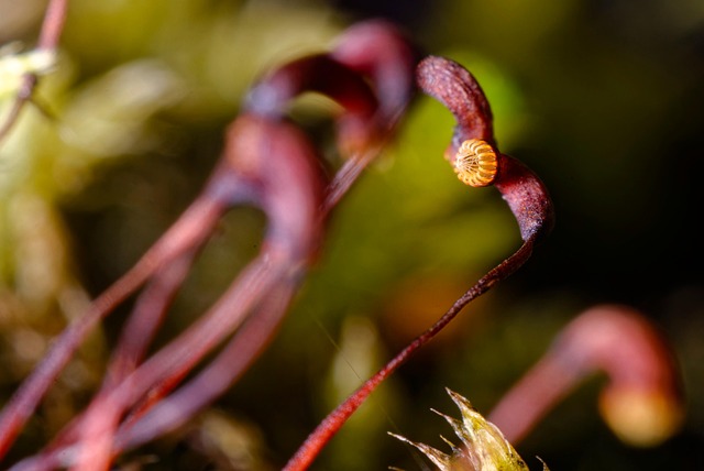 Brachythecium Rutabulum Yosun - Pixabay'de ücretsiz fotoğraf - Pixabay