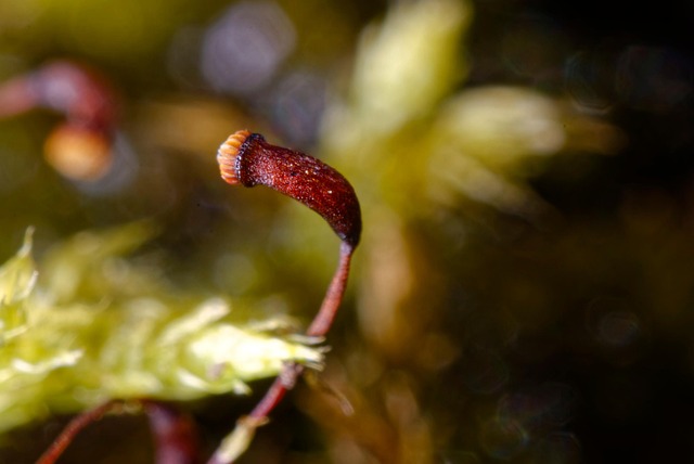 Micro Photography Moss Bloom Depth - Free photo on Pixabay - Pixabay