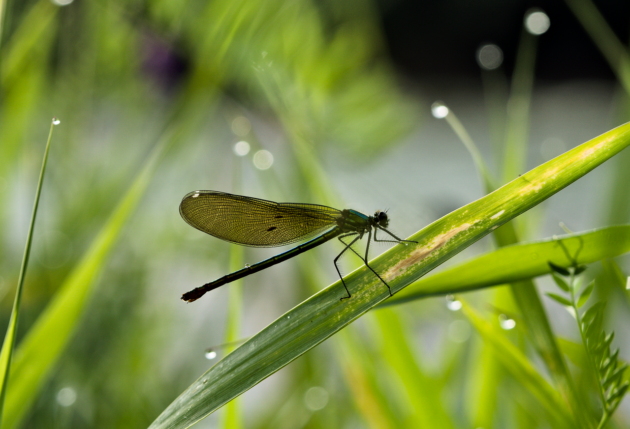 20,000+ Free Meadow Damselfly & Damselfly Images - Pixabay