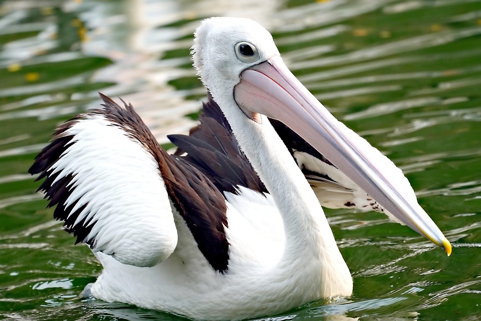 Bird Pelican Ornithology - Free photo on Pixabay - Pixabay