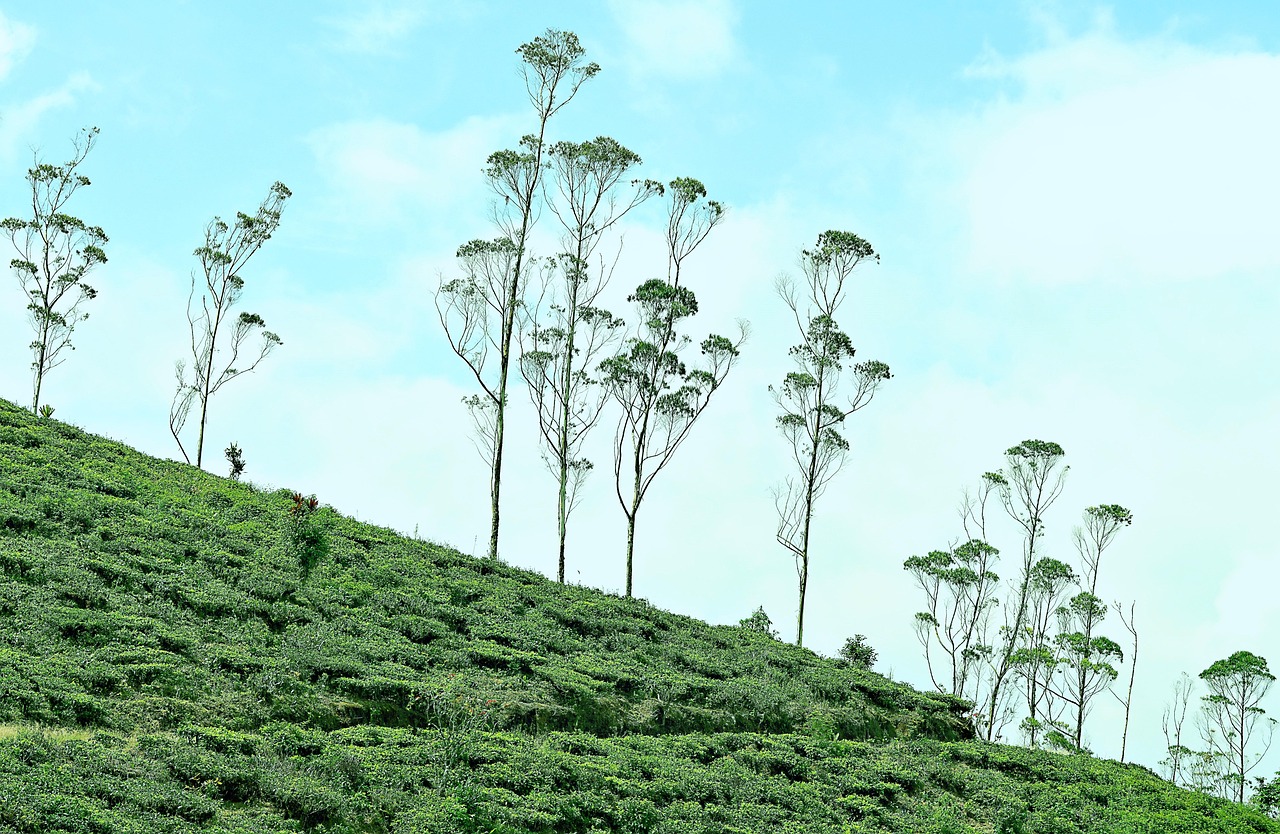 300+ Free Tea Tree & Tea Garden Images - Pixabay