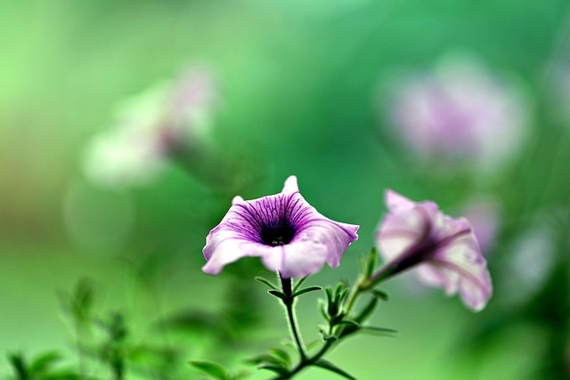 Bunga-Bunga Petunia Bloom - Foto gratis di Pixabay - Pixabay
