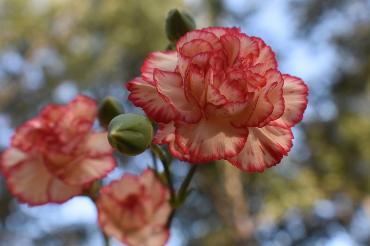 1,000+ Free Carnation & Nature Images - Pixabay