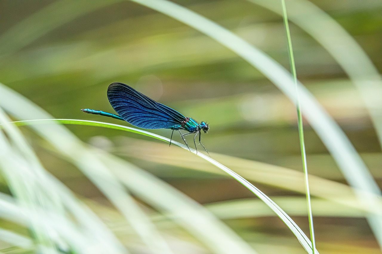 200+ Free Demoiselle Nosturi & Insect Images - Pixabay