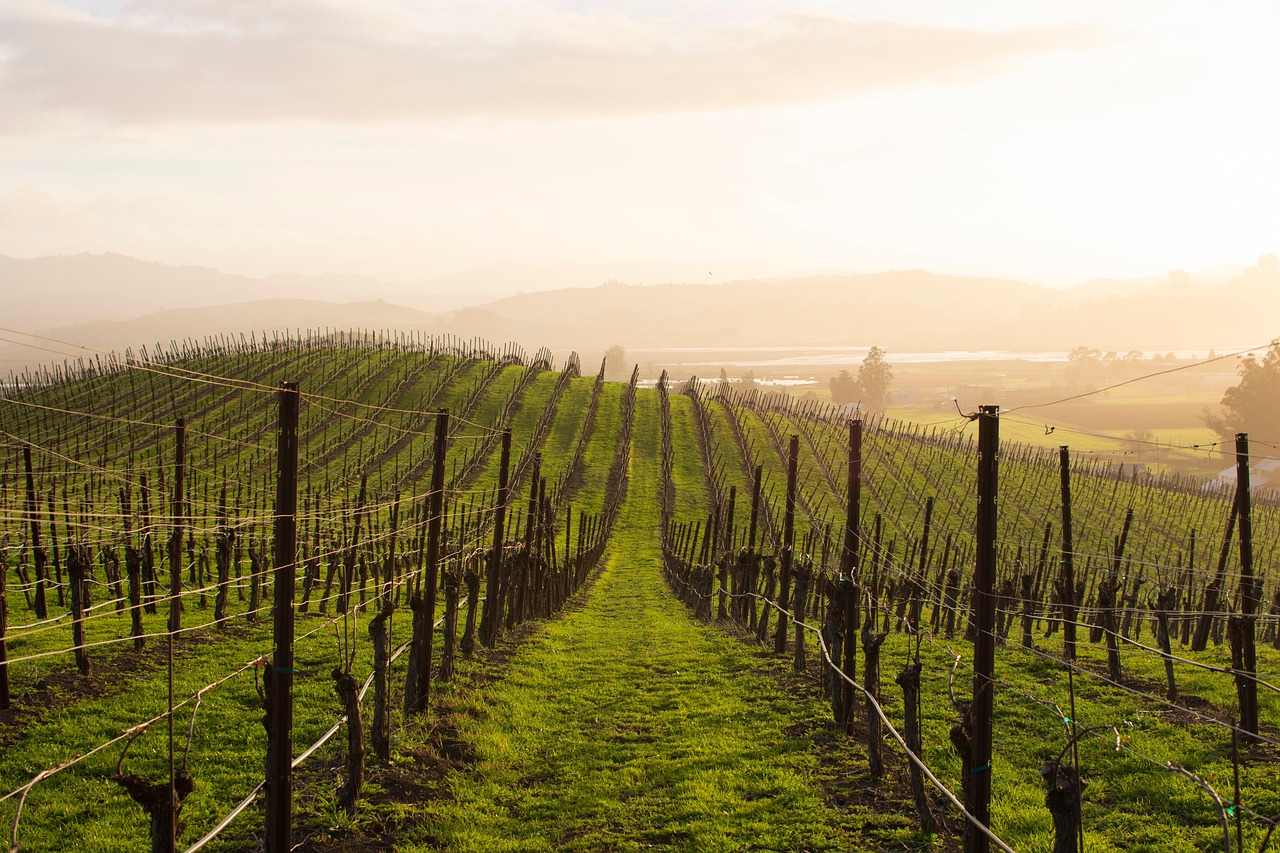 Vineyard Grape Yard Napa Valley - Free photo on Pixabay