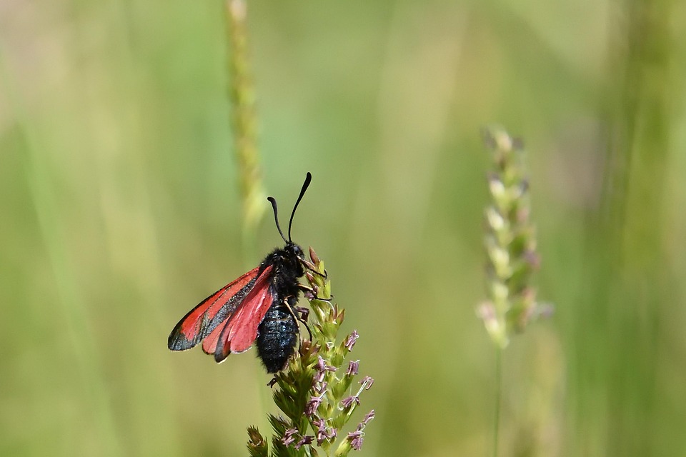 Butterfly Burnet Insect - Free photo on Pixabay - Pixabay