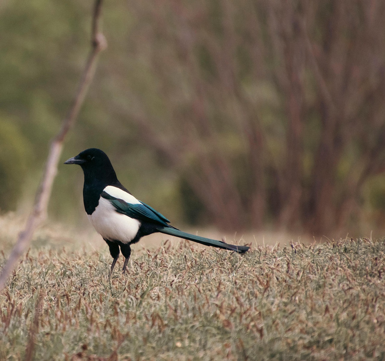 Eurasian Magpie Bird - Free photo on Pixabay - Pixabay