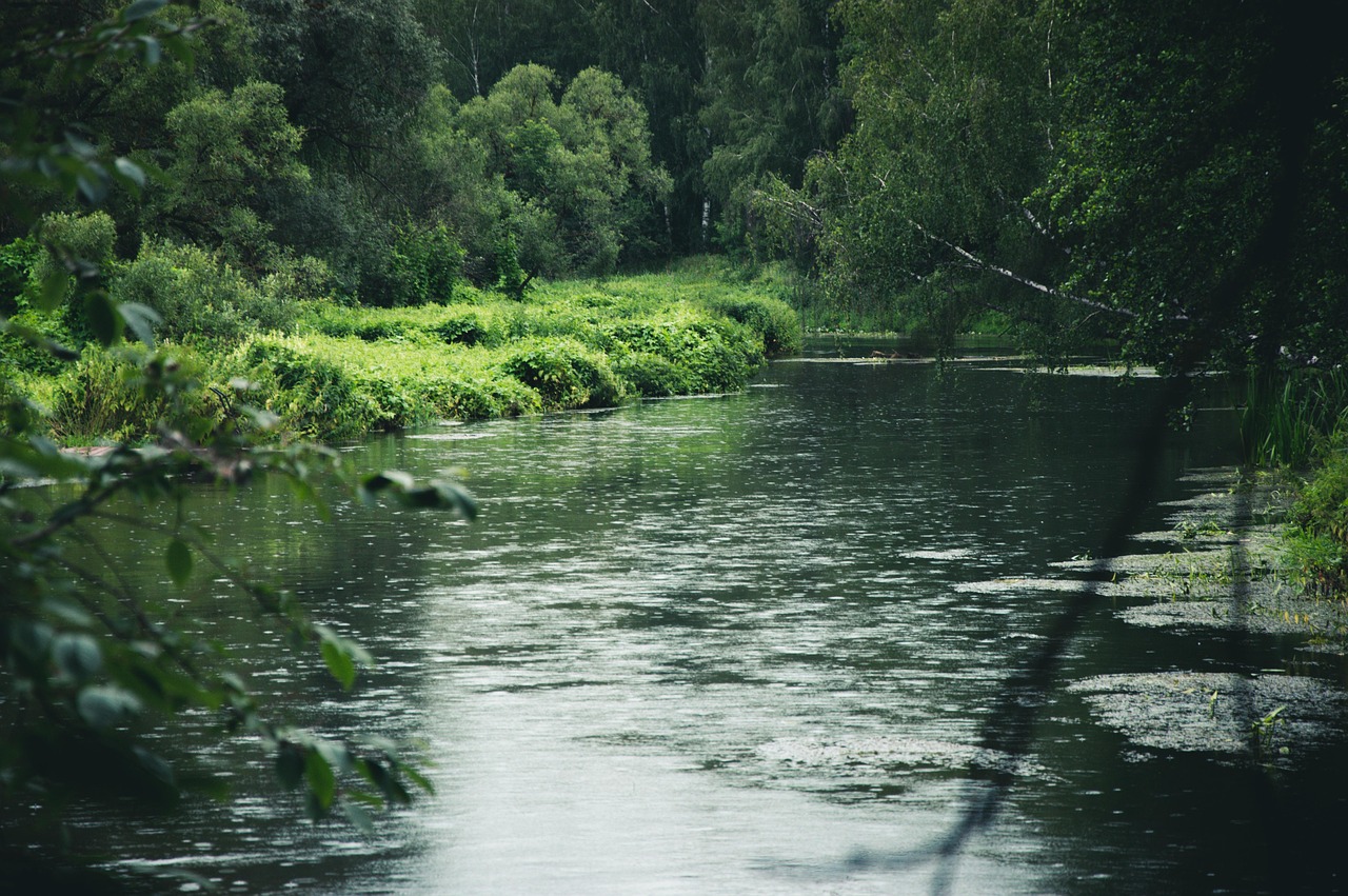 River Stream Trees - Free photo on Pixabay - Pixabay