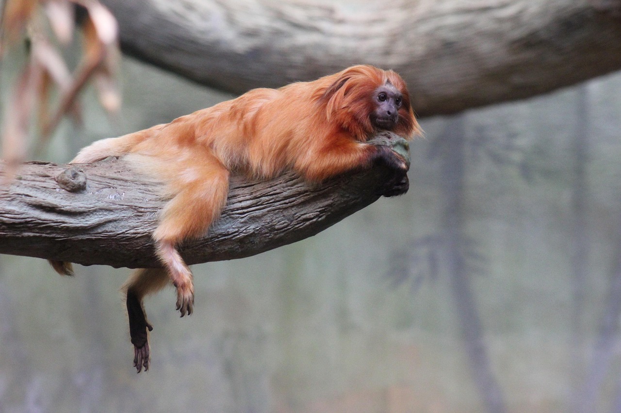 Lion Tamarin Primate Ape - Free photo on Pixabay - Pixabay