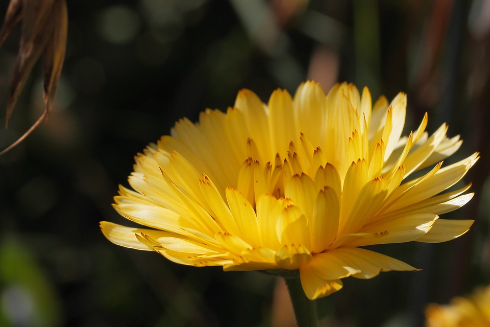 Marigold Flower Petals Medicinal - Free photo on Pixabay