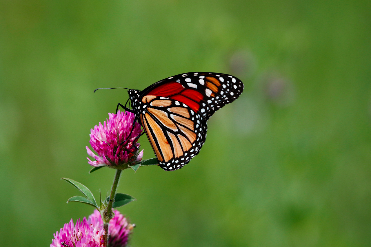 Monarch Butterfly Flower Free Photo On Pixabay Monarch Butterfly Flower Free Photo On Pixabay