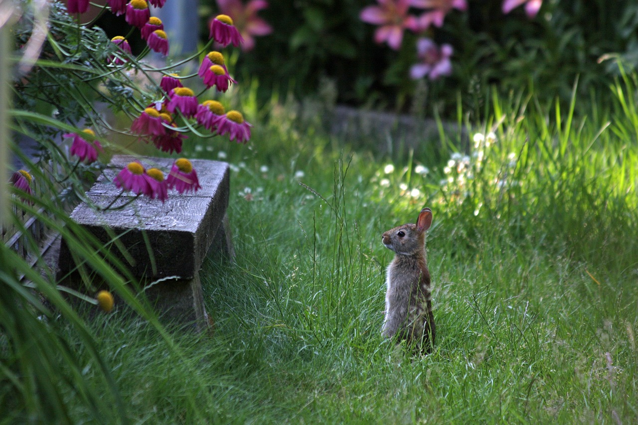 Conejo En Jardin Fauna Silvestre - Foto gratis en Pixabay - Pixabay