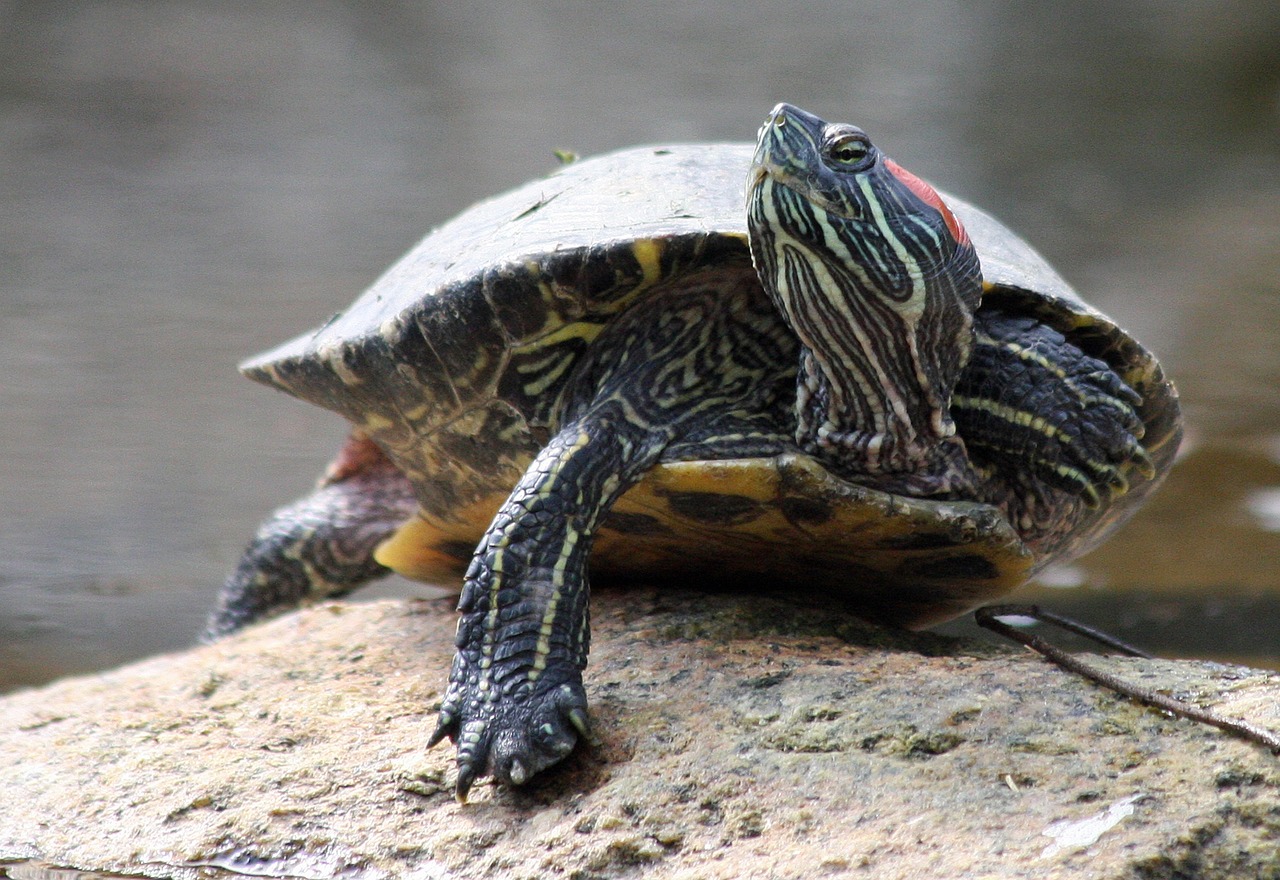 Hicotea Tortuga Acuática Arrogante - Foto gratis en Pixabay - Pixabay