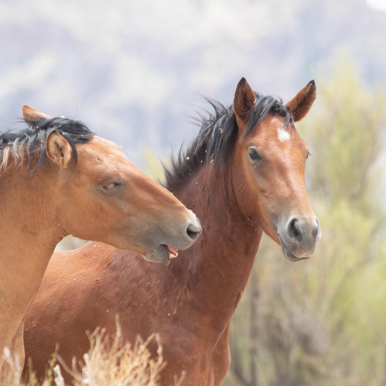 Cavalos Animais Selvagens - Foto gratuita no Pixabay - Pixabay