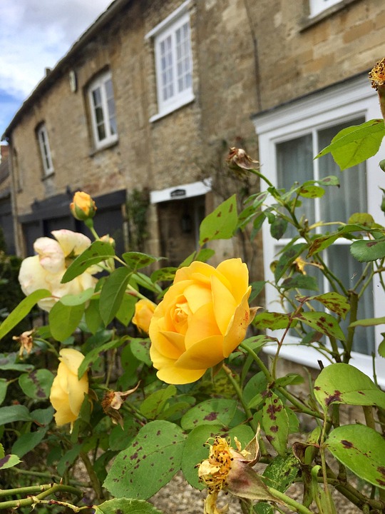 Rose Village Angleterre - Photo gratuite sur Pixabay - Pixabay