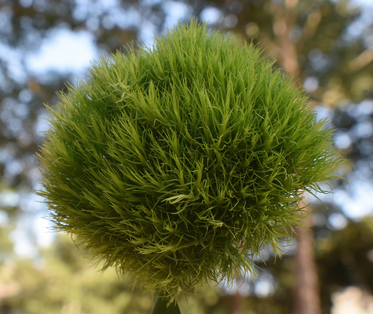 Green Ball Dianthus Plant Floral - Free photo on Pixabay - Pixabay