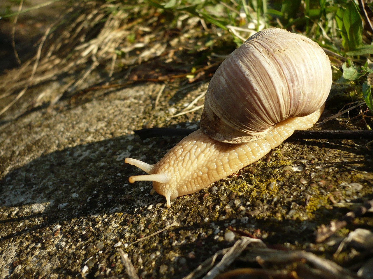 Escargot Nature Animal - Photo gratuite sur Pixabay - Pixabay