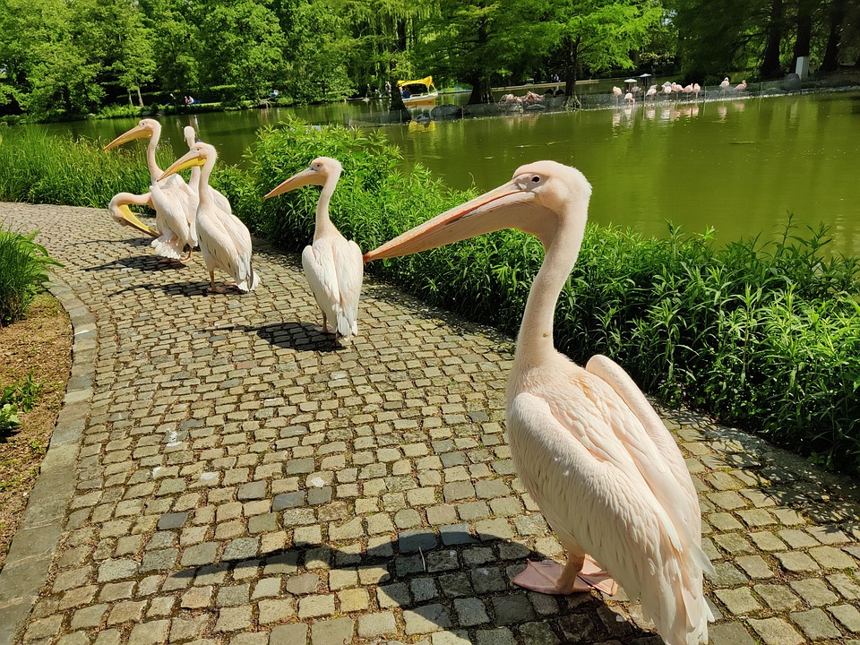 Waterfowl Water Bird German - Free photo on Pixabay - Pixabay
