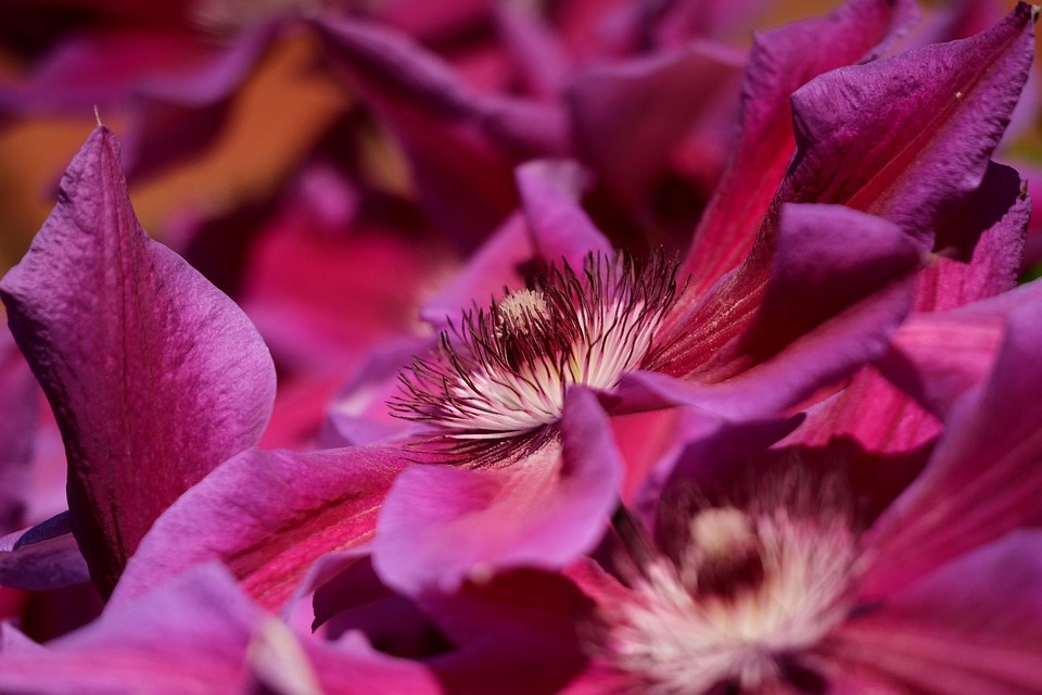 Flowers Clematis Plant - Free photo on Pixabay