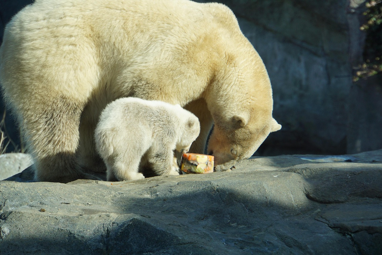 Animal Ice Bear Zoo - Free photo on Pixabay - Pixabay