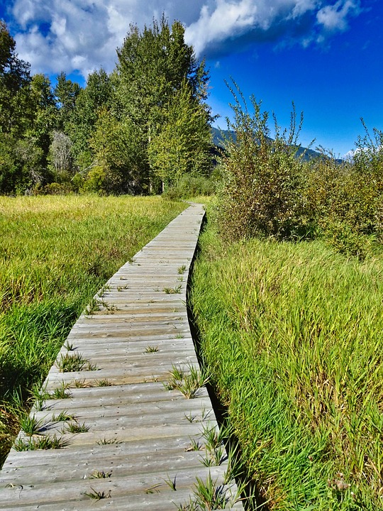 Path Track Wilderness - Free photo on Pixabay - Pixabay