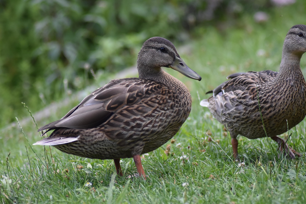 Fondos De Pantalla De Caza De Patos 100+] Fondos De Fotos De Fondo De