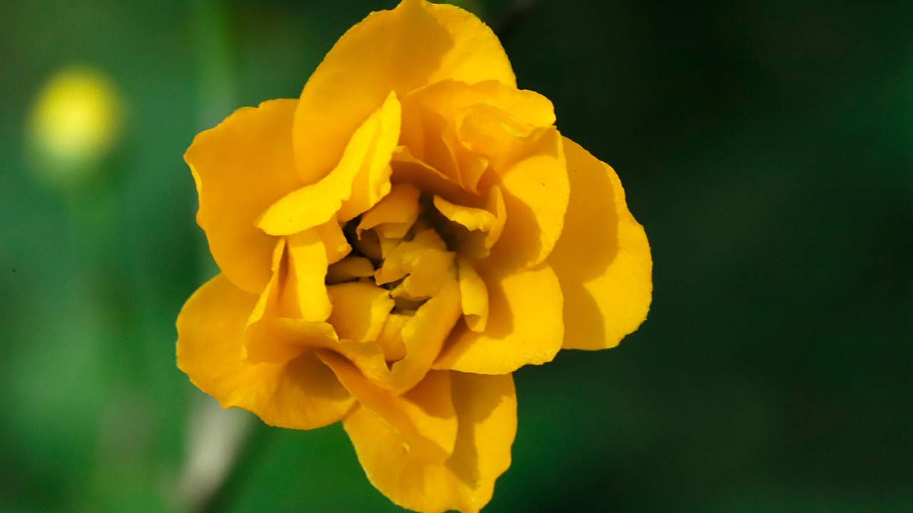 Apartment Flower Bed Sobyeongnam Free Photo On Pixabay Pixabay