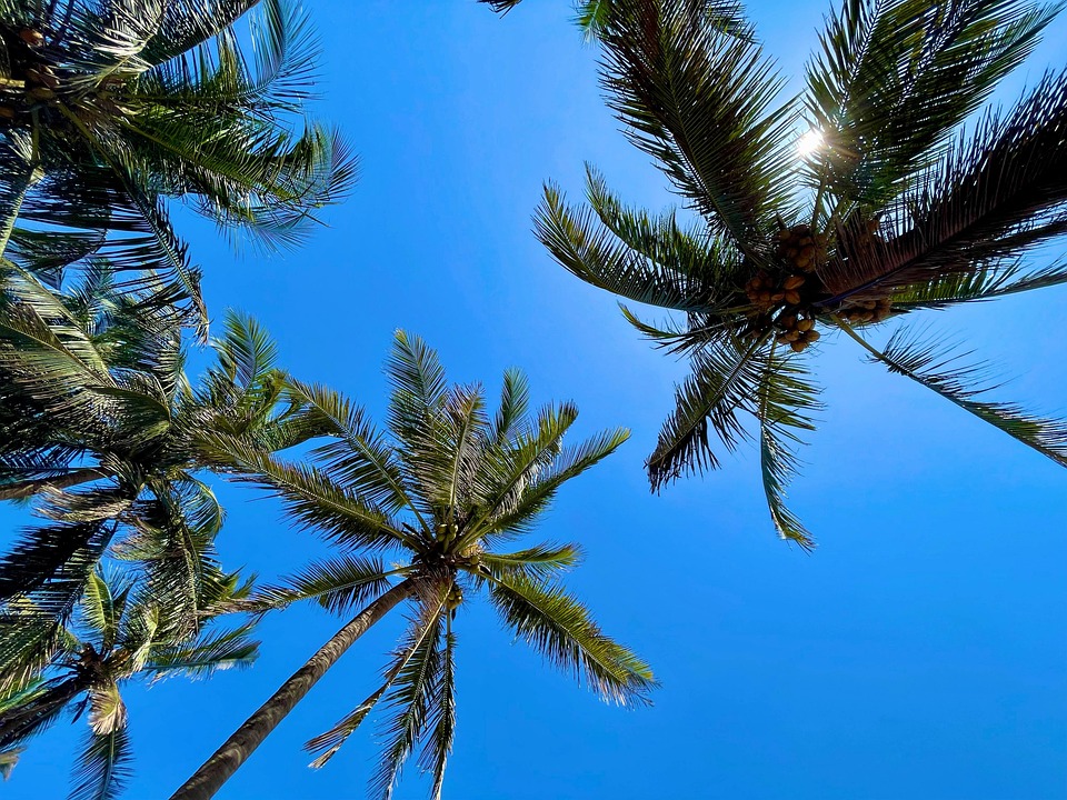 India Sun Palm Trees - Free photo on Pixabay - Pixabay
