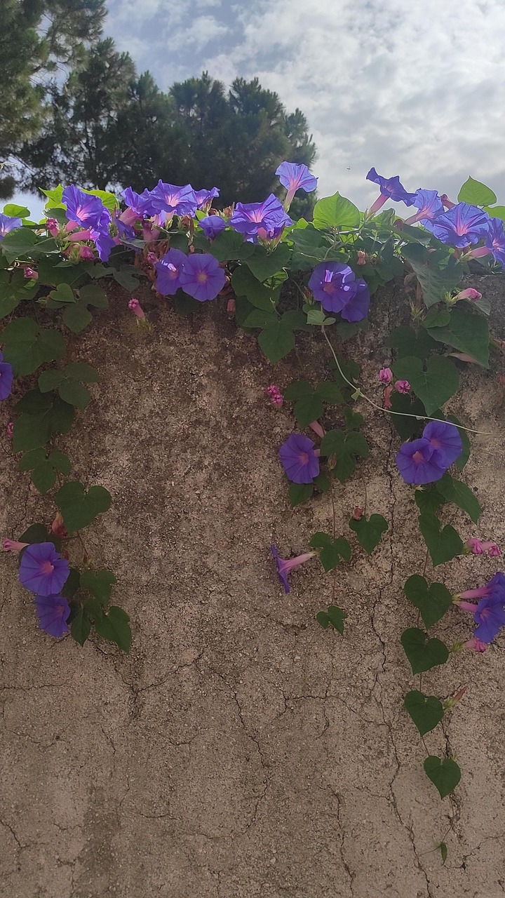 Flowers Creeper Campanula - Free photo on Pixabay - Pixabay