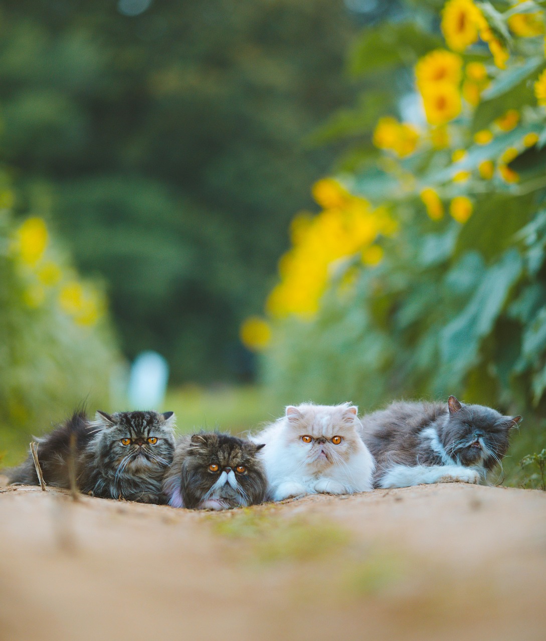 Gatos Felinos Persas - Foto gratis en Pixabay
