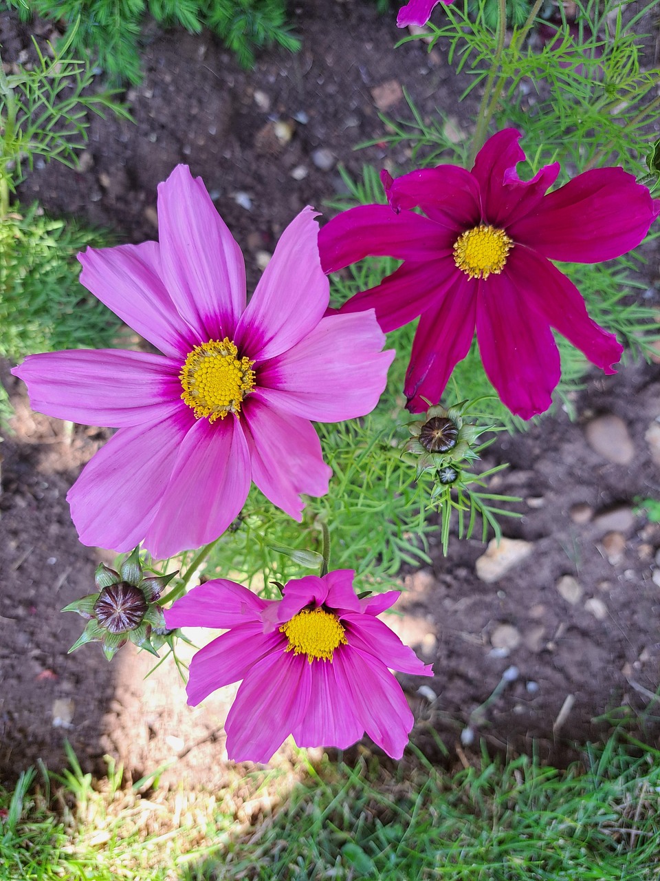 Cosmos Rose - Photo gratuite sur Pixabay - Pixabay